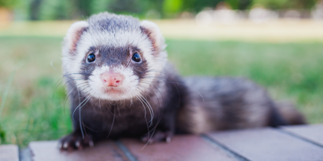 Fuinha de Estimação: Como Comprar Uma Legalizada? Qual Preço? – Mundo ...