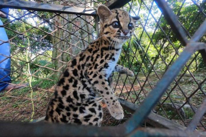 Reprodução do Gato-Maracajá: Filhotes e Tempo de Gestação | Mundo Ecologia