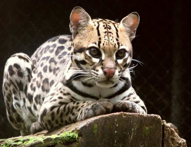 Reprodução do Gato-Maracajá: Filhotes e Tempo de Gestação | Mundo Ecologia