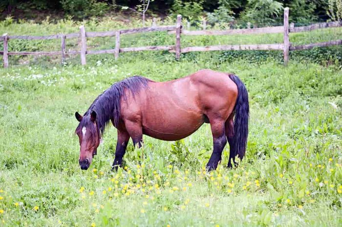 Fases Do Parto Em Éguas E Tabela De Gestação Do Cavalo | Mundo Ecologia