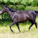Fases Do Parto Em Éguas E Tabela De Gestação Do Cavalo | Mundo Ecologia