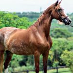 Fases Do Parto Em Éguas E Tabela De Gestação Do Cavalo | Mundo Ecologia