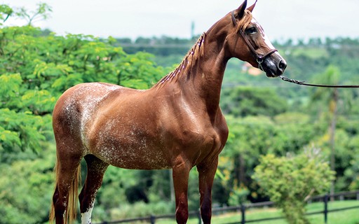 Fases Do Parto Em Éguas E Tabela De Gestação Do Cavalo – Mundo Ecologia