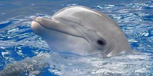 Tudo Sobre o Golfinho – Características, Nome Científico e Fotos ...