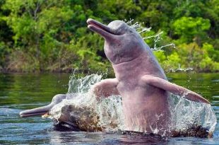 Boto-Cor-De-Rosa: Características, Habitat, Nome Científico e Fotos | Mundo Ecologia