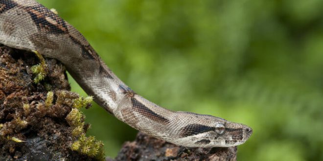 Tudo Sobre a Jiboia: Características, Nome Cientifico e Fotos | Mundo ...