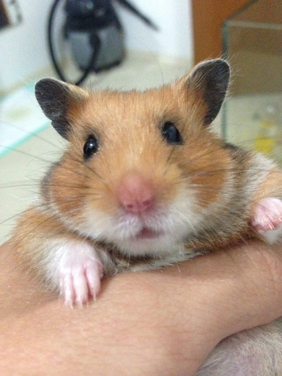 Tipos de Ratos Domésticos: Espécies com Nome e Fotos | Mundo Ecologia