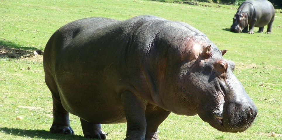 Tudo sobre o Hipopótamo: Características e Fotos | Mundo Ecologia