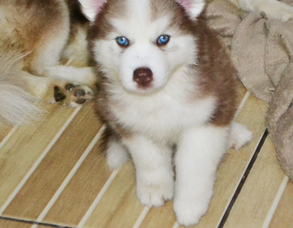 Reprodução do Husky Siberiano: Filhotes e Período de Gestação | Mundo ...