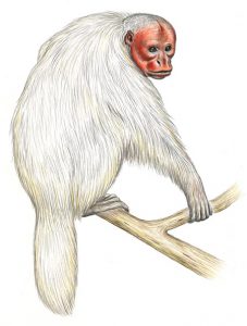 Uacari-Branco, Acari ou Macaco-Inglês: Características e Fotos | Mundo ...