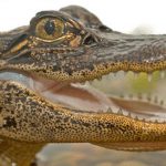 Qual a Diferença Entre o Jacaré, Crocodilo e Aligátor? | Mundo Ecologia