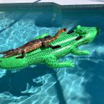Qual a Diferença Entre o Jacaré, Crocodilo e Aligátor? | Mundo Ecologia