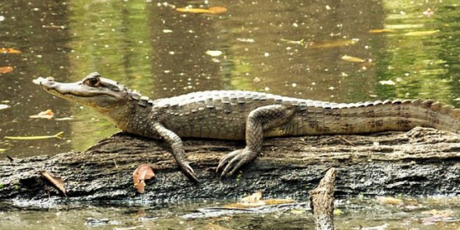 Jacaré-De-Óculos: Características, Nome Científico e Fotos | Mundo Ecologia