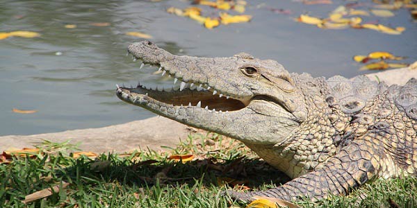 Ciclo de vida do jacaré: quantos anos elas vivem? | Mundo Ecologia