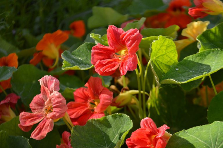 Historia da Flor de Chagas, Origem da Planta e Significado – Mundo Ecologia