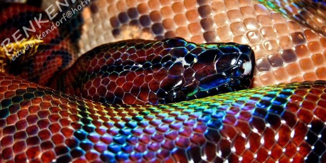 Jiboia-Vermelha ou Jiboia-Arco-Iris: Características e Fotos | Mundo ...