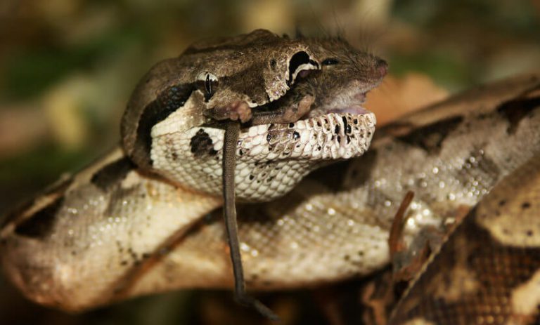 Jiboia Cinzenta: Características, Nome Científico, Habitat e Fotos ...