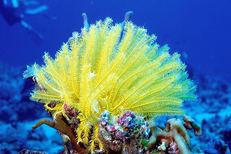 Qual a Simetria Corpórea do Lírio-do-Mar? – Mundo Ecologia