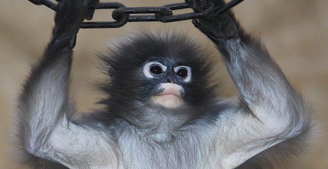 Langur-Obscuro: Características, Habitat, Nome Científico e Fotos ...