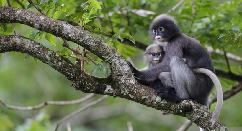 Langur-Obscuro: Características, Habitat, Nome Científico e Fotos ...