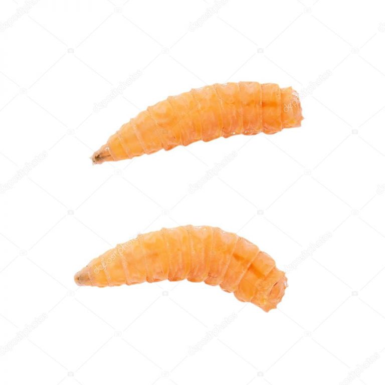 O Que Acontece se uma Pessoa Comer Larva de Mosca? | Mundo Ecologia