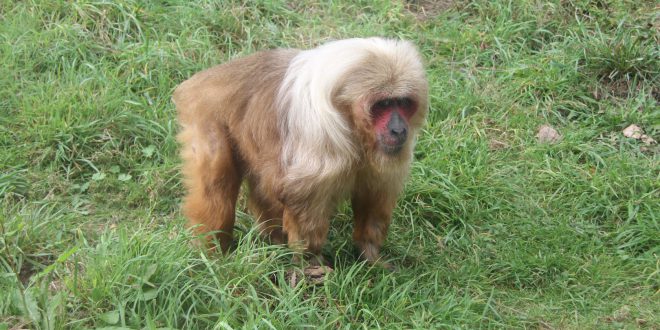Macaca Arctoides: Características, Nome Cientifico, Habitat e Fotos ...