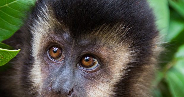 Qual é o Significado de Macaco? O que Eles Representam? | Mundo Ecologia