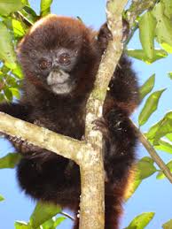 Macaco-Barrigudo-da-Cauda-Amarela: Características e Fotos | Mundo Ecologia