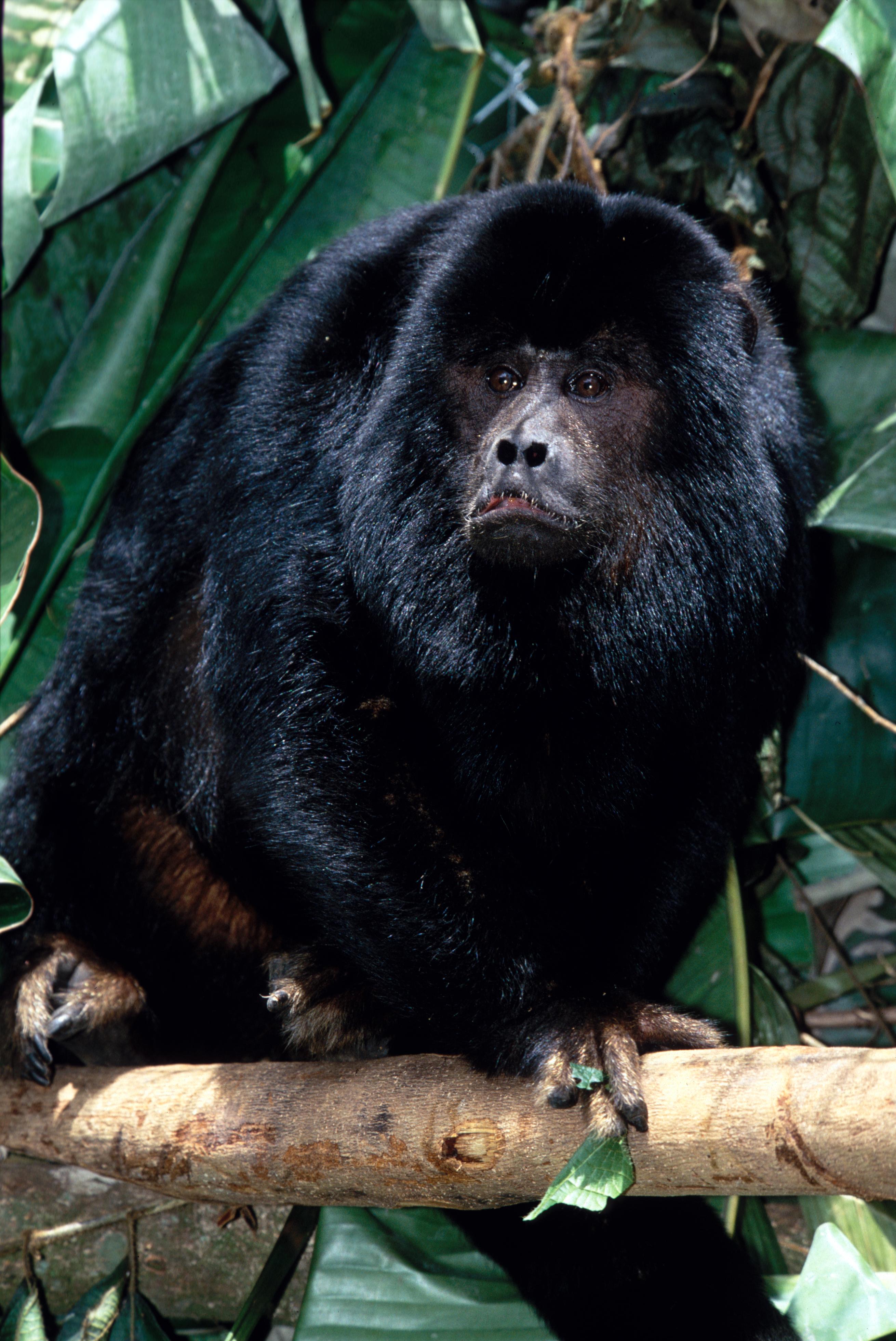 Bugio-de-Manto: Características, Nome Cientifico, Habitat e Fotos ...