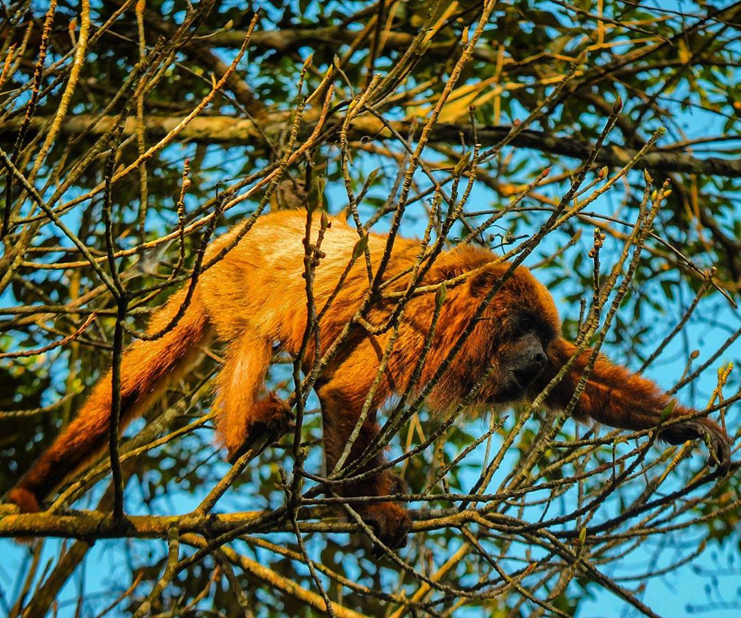 Bugio-de-Manto: Características, Nome Cientifico, Habitat e Fotos ...