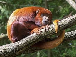 Bugio-de-Manto: Características, Nome Cientifico, Habitat e Fotos ...