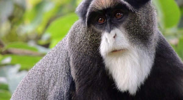 Macaco Cercopithecus: Características, Nome Científico E Fotos | Mundo ...