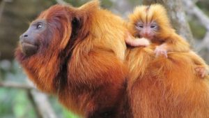 Macaco Dourado: Características, Nome Cientifico, Habitat e Fotos ...