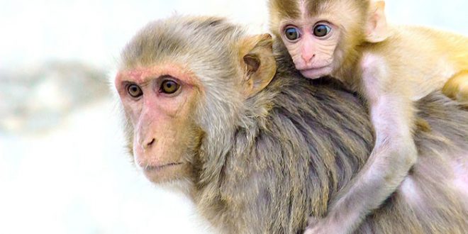 Como os Macacos Nascem? Em Quanto Tempo Viram Adultos? | Mundo Ecologia