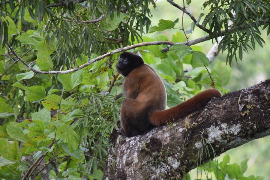 Reprodução do Macaco: Filhotes e Período de Gestação | Mundo Ecologia
