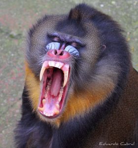 Macaco Mandril: Características, Nome Cientifico, Habitat e Fotos ...