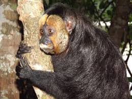 Macaco-Parauacu: Características, Nome Científico e Fotos – Mundo Ecologia