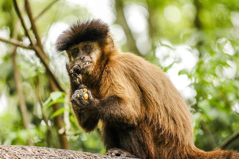 Qual é a Raça do Macaco do Latino? Como Ele Chama? | Mundo Ecologia