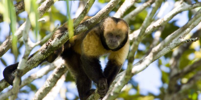Macaco-Prego-de-Peito-Amarelo: Características, Habitat e Fotos | Mundo ...