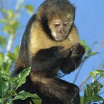 Macaco-Prego-de-Peito-Amarelo: Características, Habitat e Fotos | Mundo ...