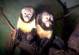 Macaco-Prego-de-Peito-Amarelo: Características, Habitat e Fotos | Mundo ...