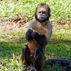 Macaco-Prego-de-Peito-Amarelo: Características, Habitat e Fotos | Mundo ...