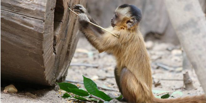 Macaco Usando Ferramenta? É Verdade? Estão Evoluindo? | Mundo Ecologia