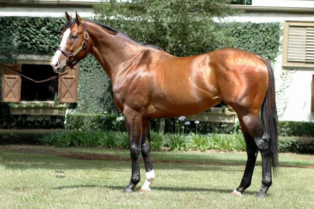 Top 10 Cavalos Mais Caros do Brasil Com Nome e Fotos – Mundo Ecologia