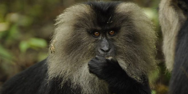 Macaco-de-Cauda-de-Porco-do-Sul: Características e Fotos | Mundo Ecologia