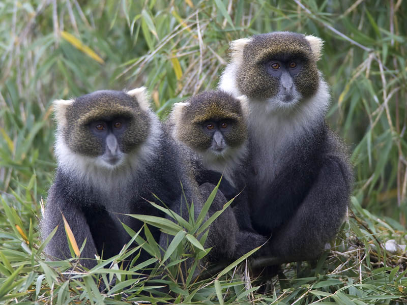 Macaco-de-Diadema ou Macaco-Azul: Características e Fotos | Mundo Ecologia