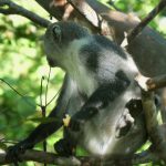 Macaco-de-Diadema ou Macaco-Azul: Características e Fotos | Mundo Ecologia