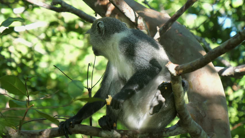 Macaco-de-Diadema ou Macaco-Azul: Características e Fotos | Mundo Ecologia