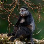 Macaco-de-Diadema ou Macaco-Azul: Características e Fotos | Mundo Ecologia