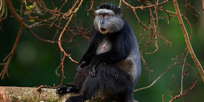 Macaco-de-Diadema ou Macaco-Azul: Características e Fotos | Mundo Ecologia